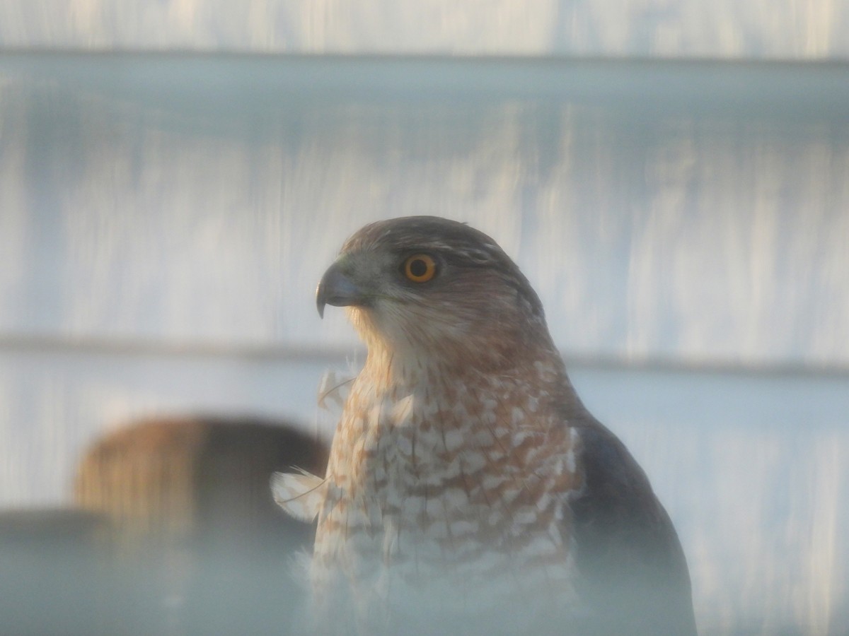 Mass Audubon eBird Checklist - 30 Nov 2023 - Yard - 1 species