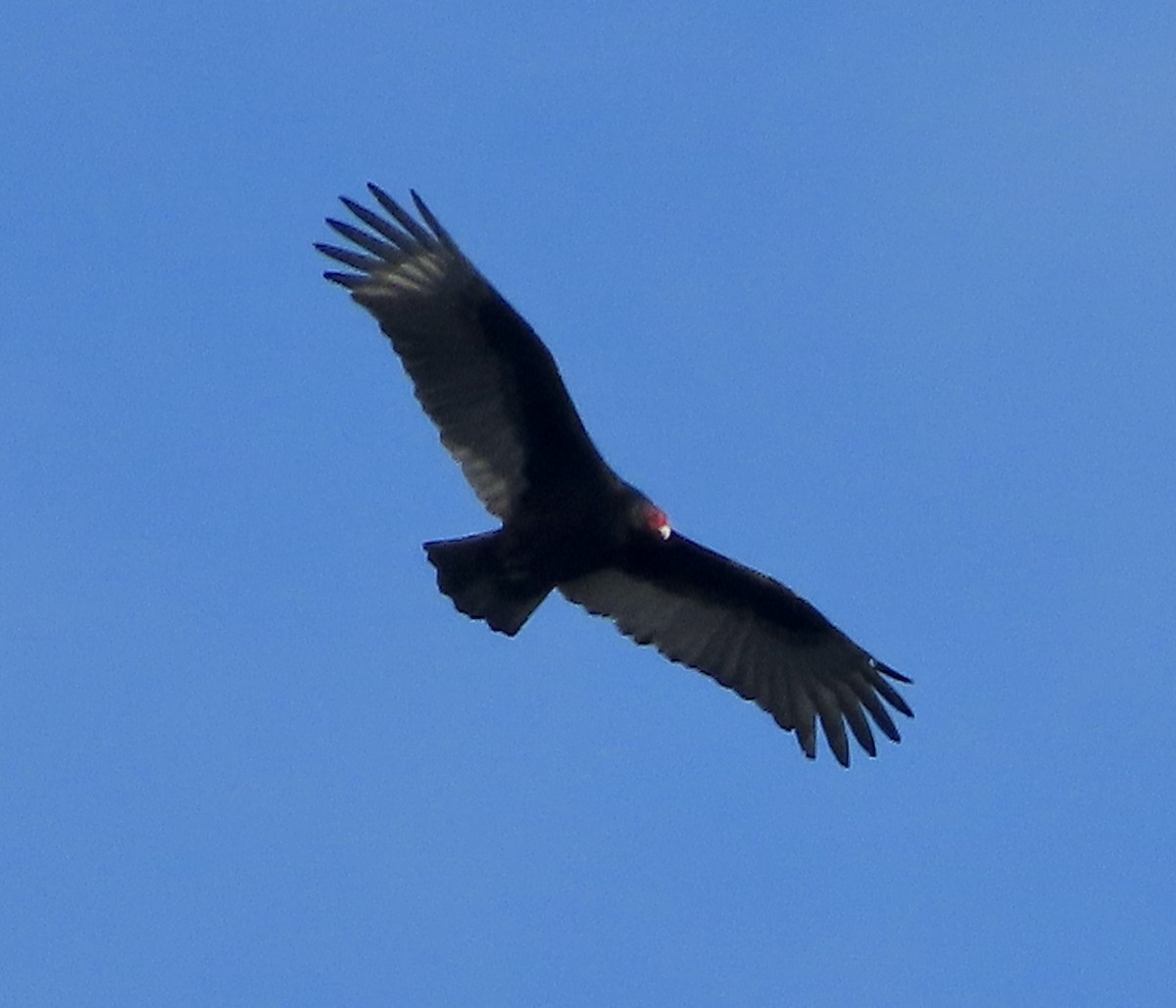 eBird Checklist - 30 Nov 2023 - Lake Merced--Impound Lake - 10 species