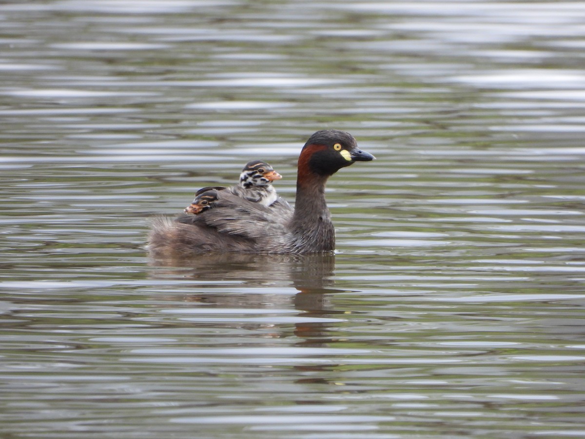 eBird Checklist - 1 Dec 2023 - Coombs pond - 30 species