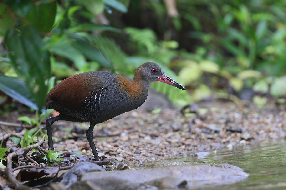 Snoring Rail - eBird