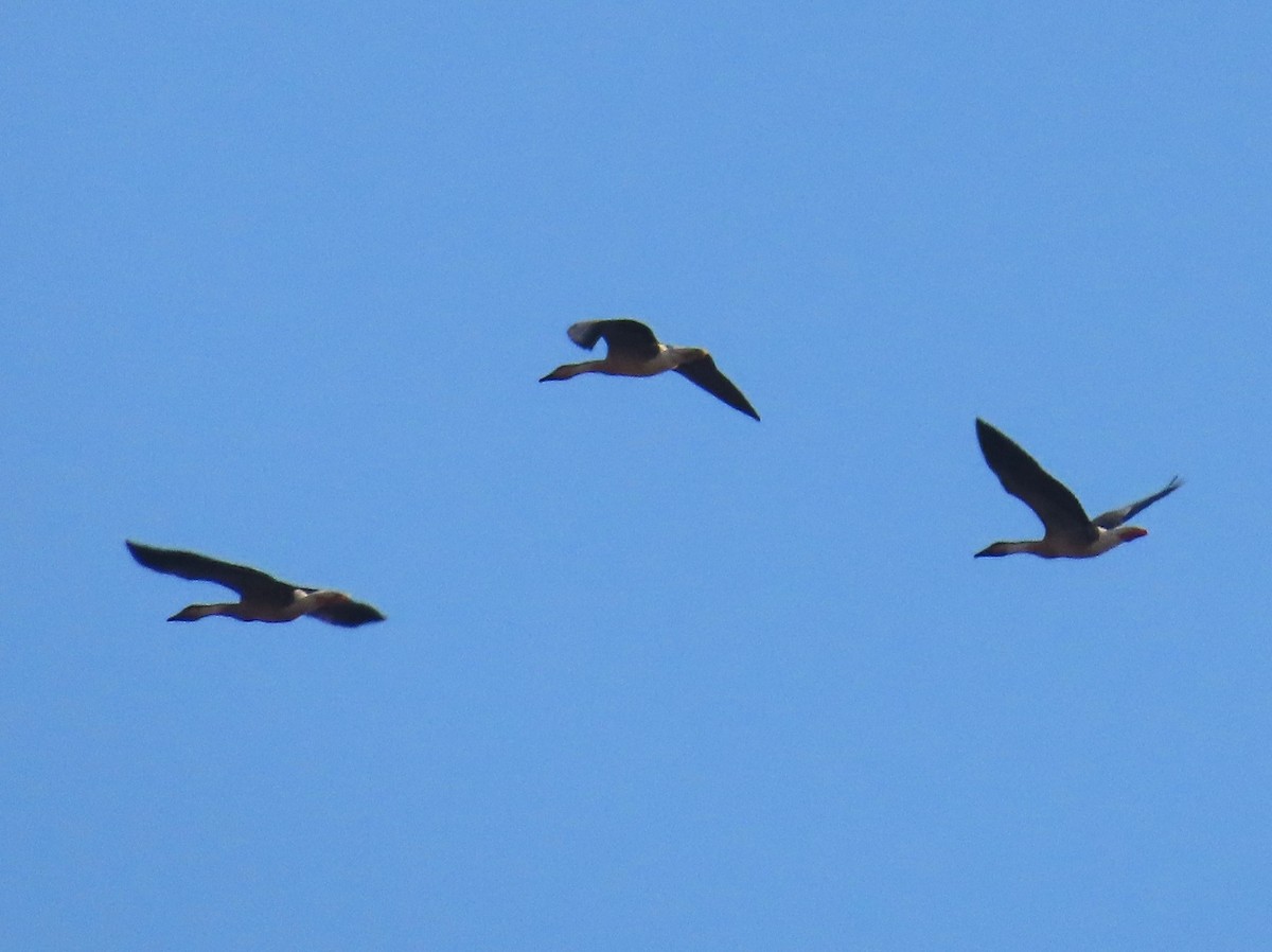 eBird Checklist - 1 Dec 2023 - 昆山杜克大学 (Duke Kunshan University) - 15 ...