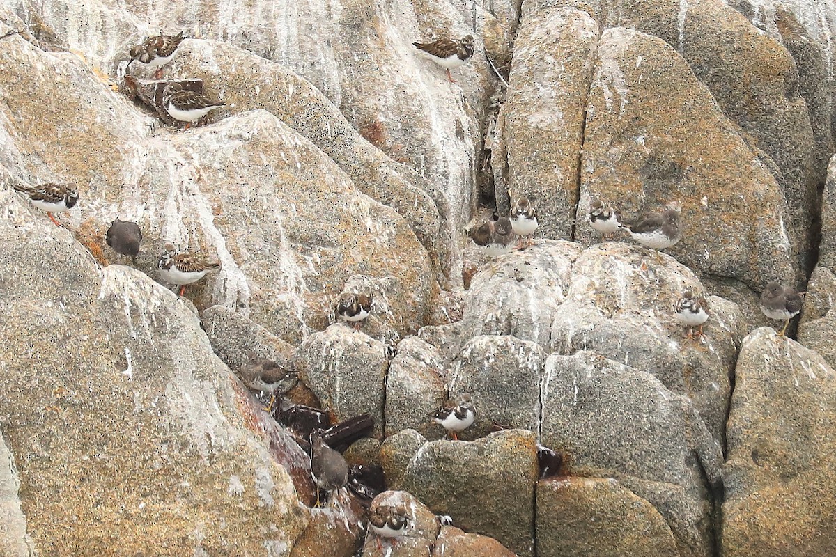 eBird Checklist - 25 Nov 2023 - Quintero--Pelágico - 30 species