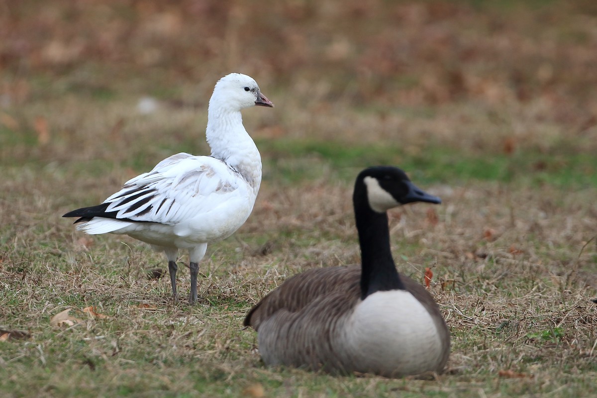 eBird Checklist - 1 Dec 2023 - Goshen (general area) - 2 species