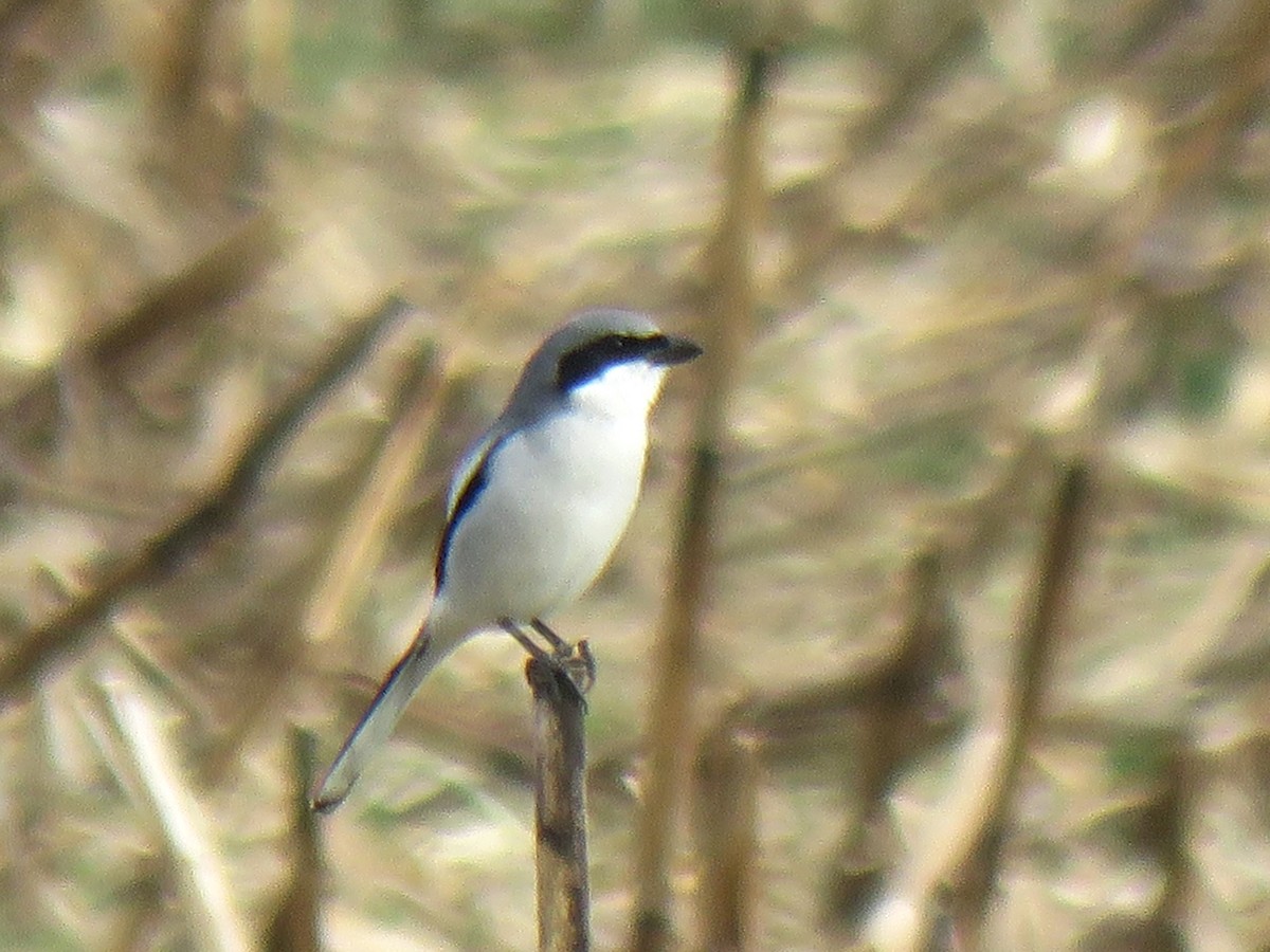 eBird Checklist - 1 Dec 2023 - Williamson Preserve - 43 species