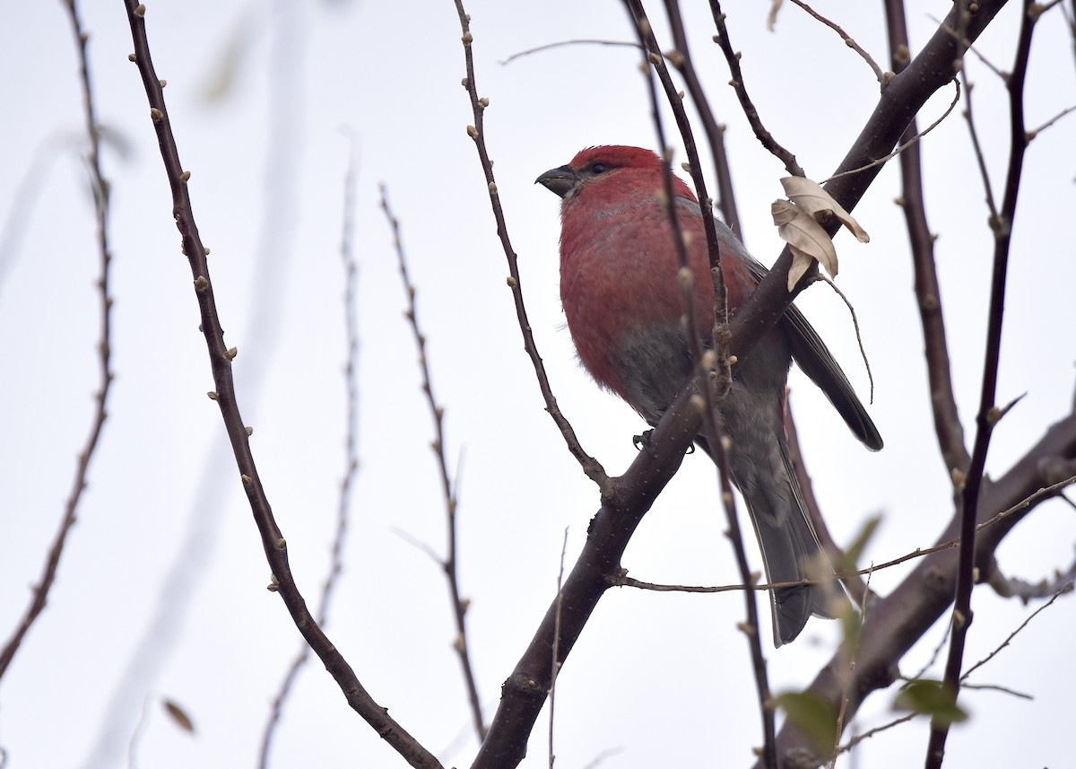 eBird Checklist - 30 Nov 2023 - Lake Palo Duro--Dedication Park - 26 ...