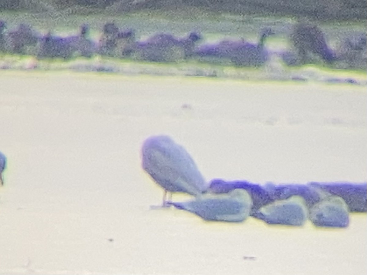 eBird Checklist - 1 Dec 2023 - Helena Valley Regulating Reservoir - 12 ...