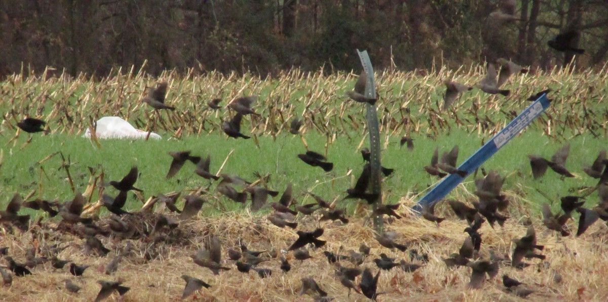 eBird Checklist - 1 Dec 2023 - Frank Lyne's Farm (Private) stakeout ...