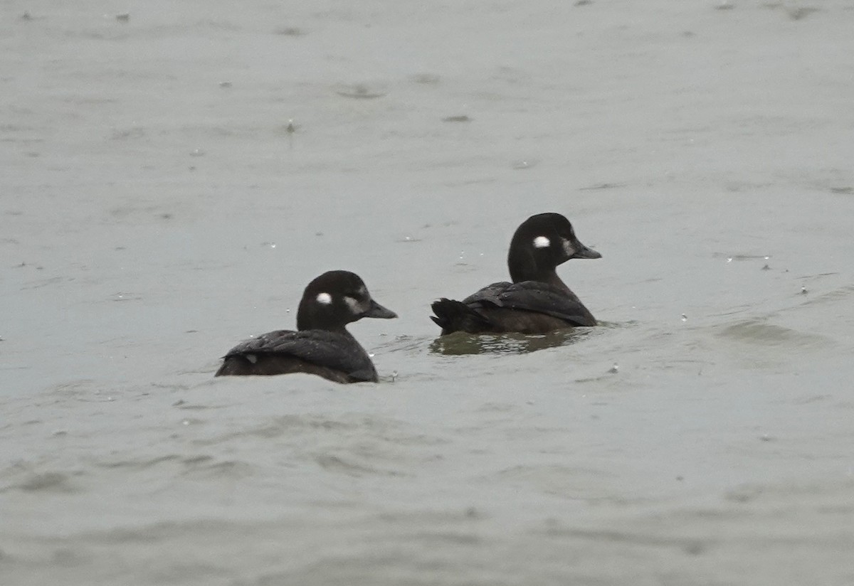 eBird Checklist - 1 Dec 2023 - Presque Isle SP--Sunset Pt. - 18 species (+1 other taxa)