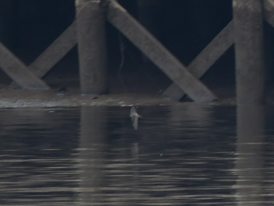 eBird Checklist - 1 Dec 2023 - Ancarrow's Landing - 29 species (+1 ...