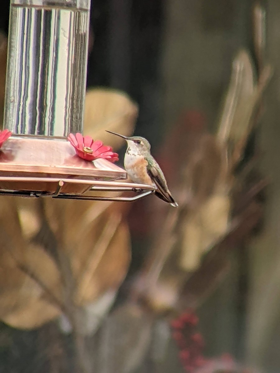eBird Checklist - 1 Dec 2023 - Montgomery Pinetum, Cos Cob - 4 species