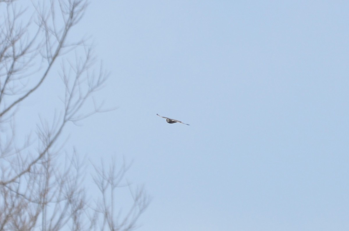 eBird Checklist - 1 Dec 2023 - Struble Lake - 56 species (+2 other taxa)