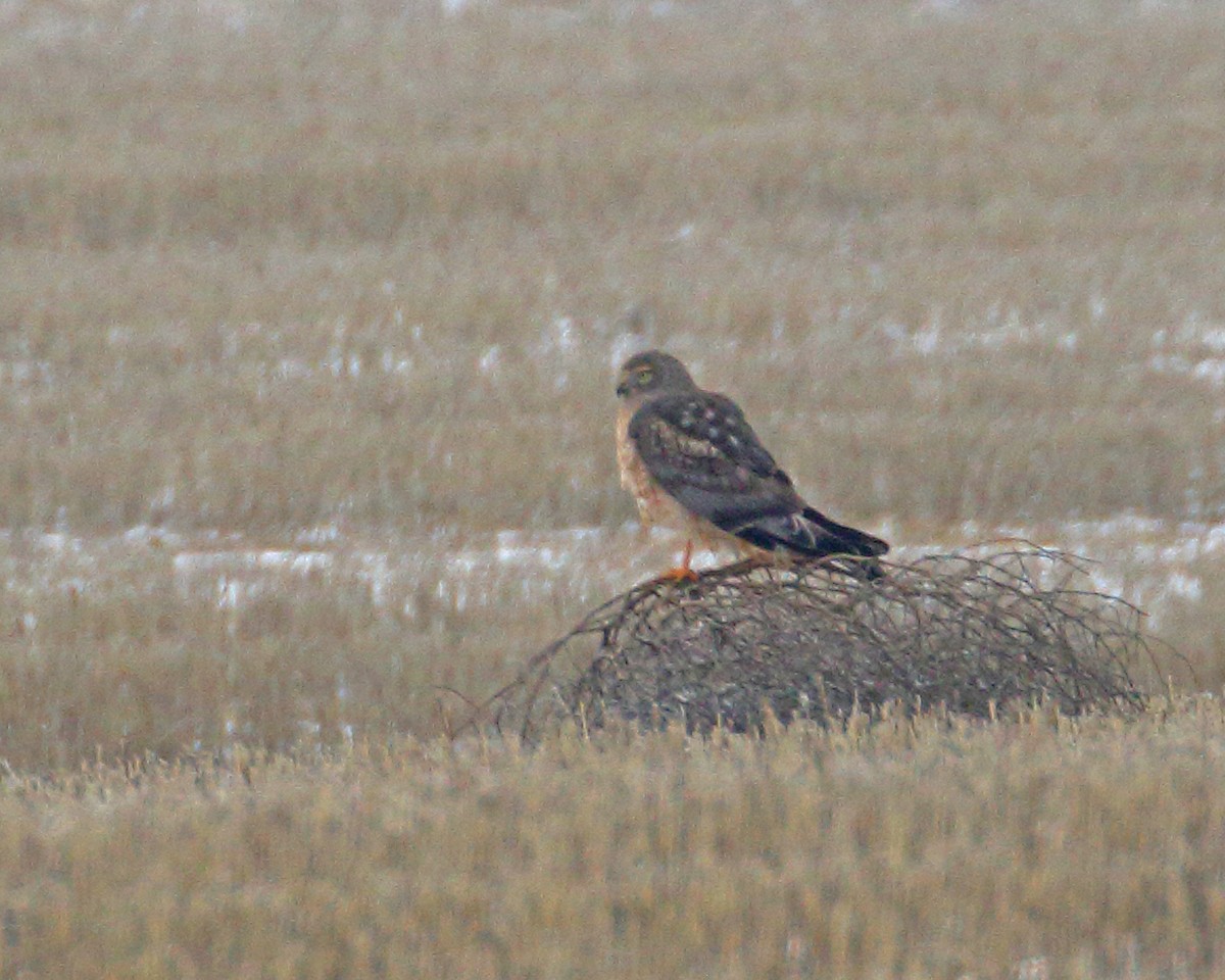 eBird Checklist - 1 Dec 2023 - Silcott Grade Road - 4 species