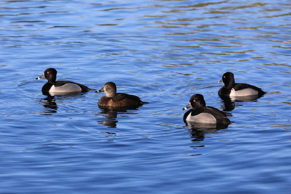 eBird Checklist - 22 Feb 2022 - Riparian Preserve at Gilbert Water ...