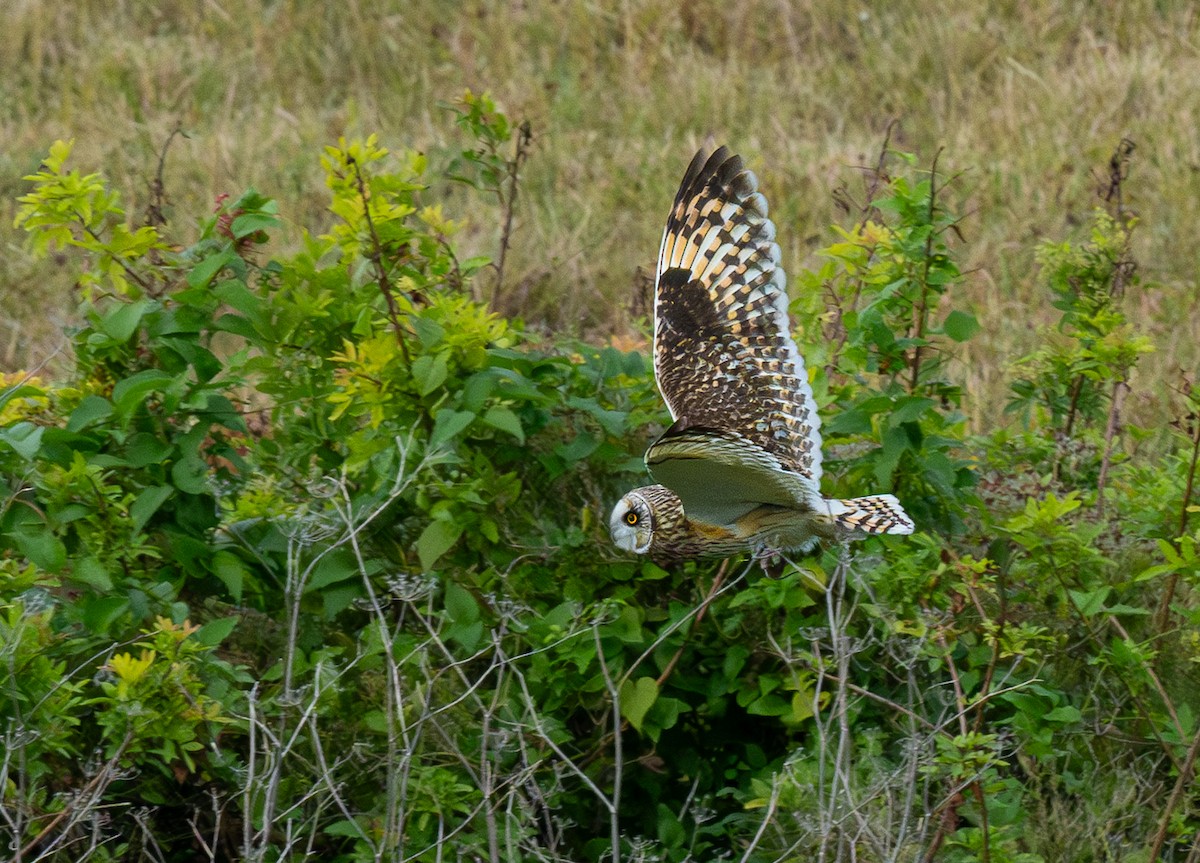 eBird Checklist - 1 Dec 2023 - Bermuda International Airport - 5 species