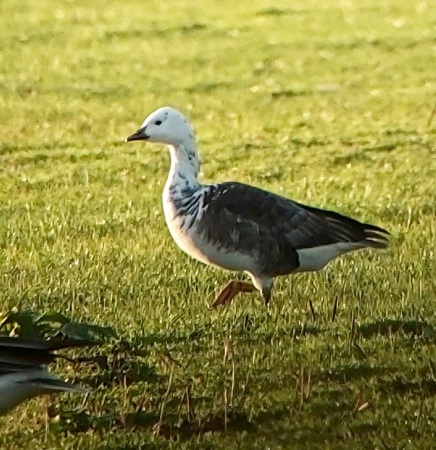 Snow x Barnacle Goose (hybrid) - eBird