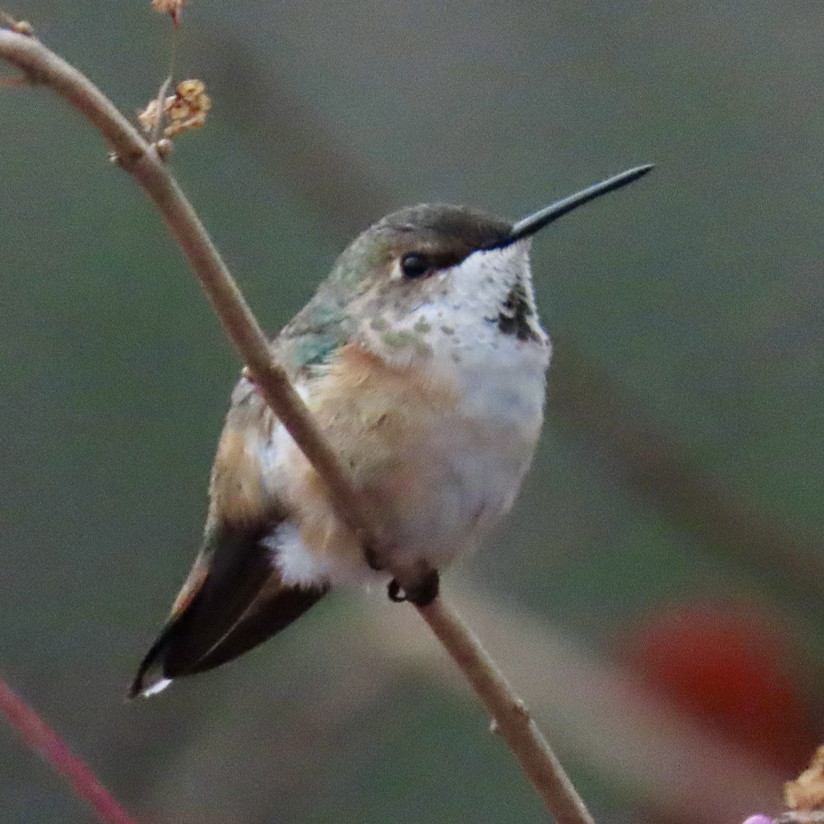 eBird Checklist - 1 Dec 2023 - Montgomery Pinetum, Cos Cob - 5 species