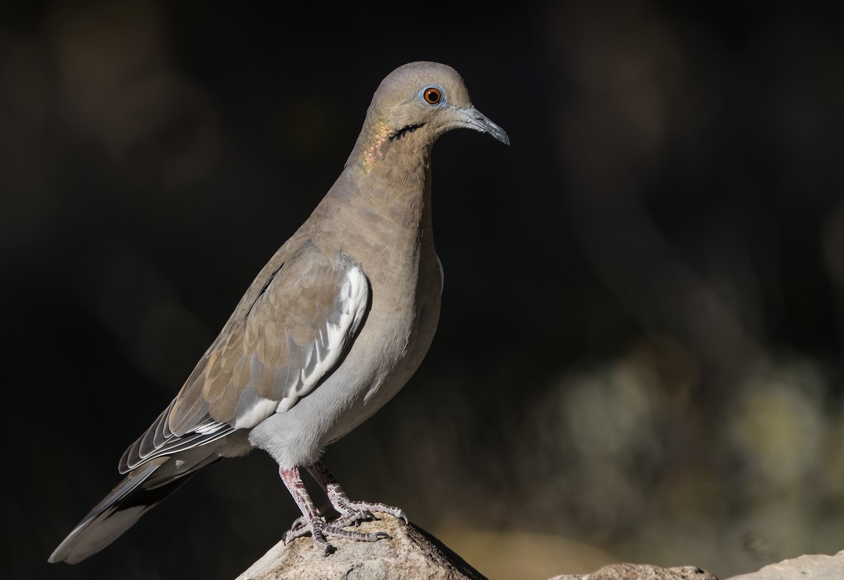 eBird Checklist - 1 Dec 2023 - Big Morongo Canyon Preserve - 27 species