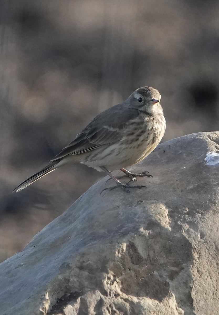 eBird Checklist - 1 Dec 2023 - UCSB North Campus Open Space (formerly ...