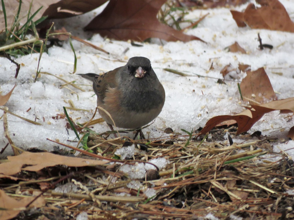 eBird Checklist - 1 Dec 2023 - TRS neighborhood - 11 species (+1 other ...
