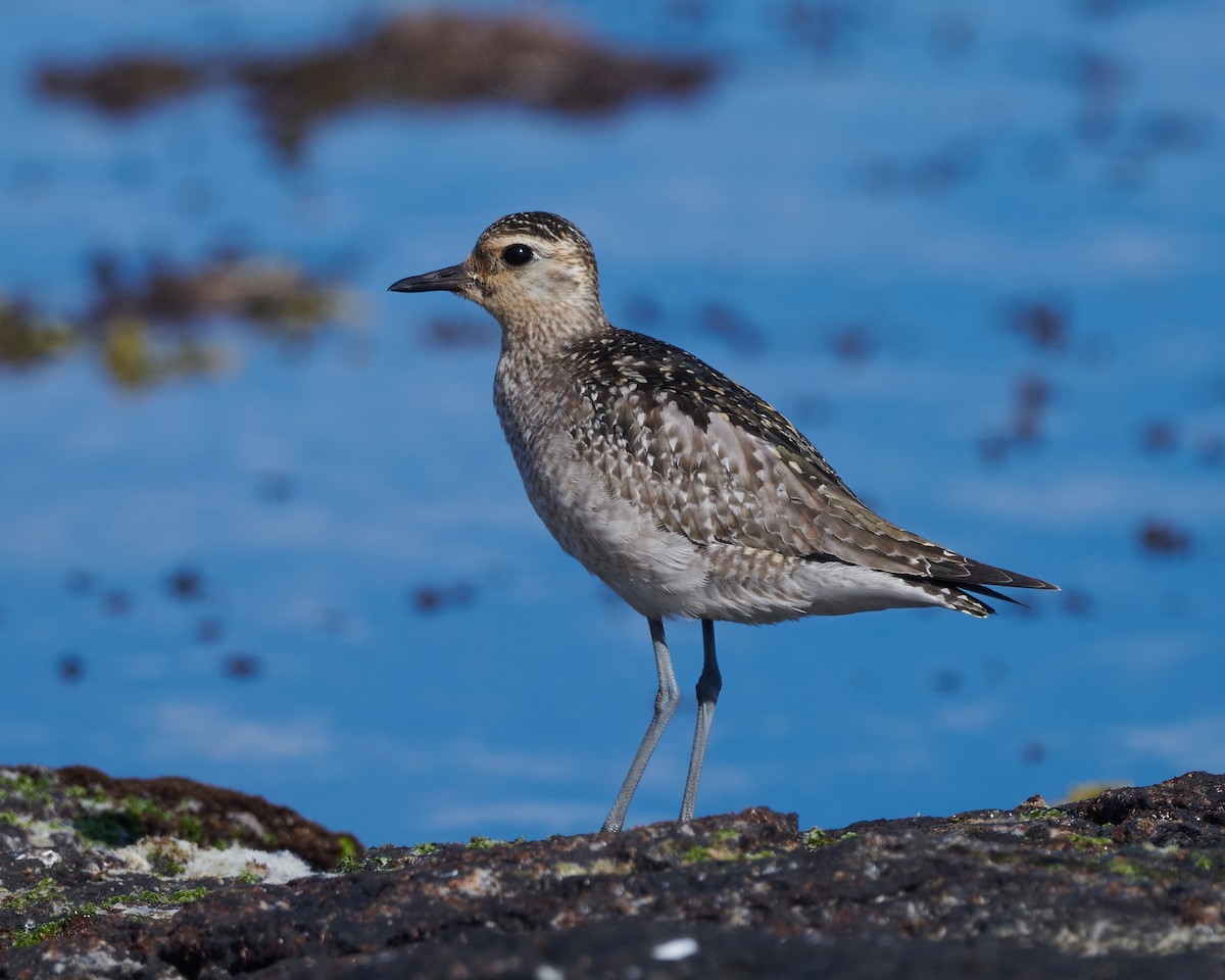 eBird Australia Checklist - 30 Nov 2023 - Flat Rock (Ballina) - 21 species