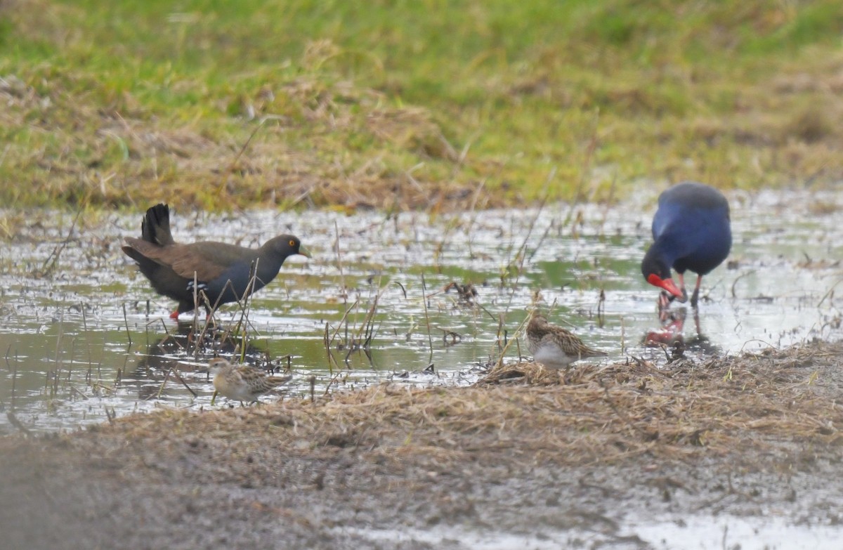 eBird Checklist - 2 Dec 2023 - Killarney Wetlands, Middle Swamp - 3 species