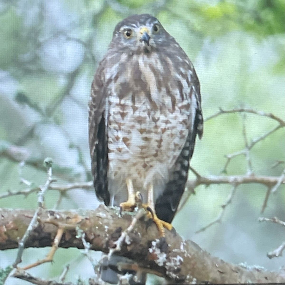 eBird Checklist - 2 Dec 2023 - Resaca de la Palma SP WBC (Brownsville ...