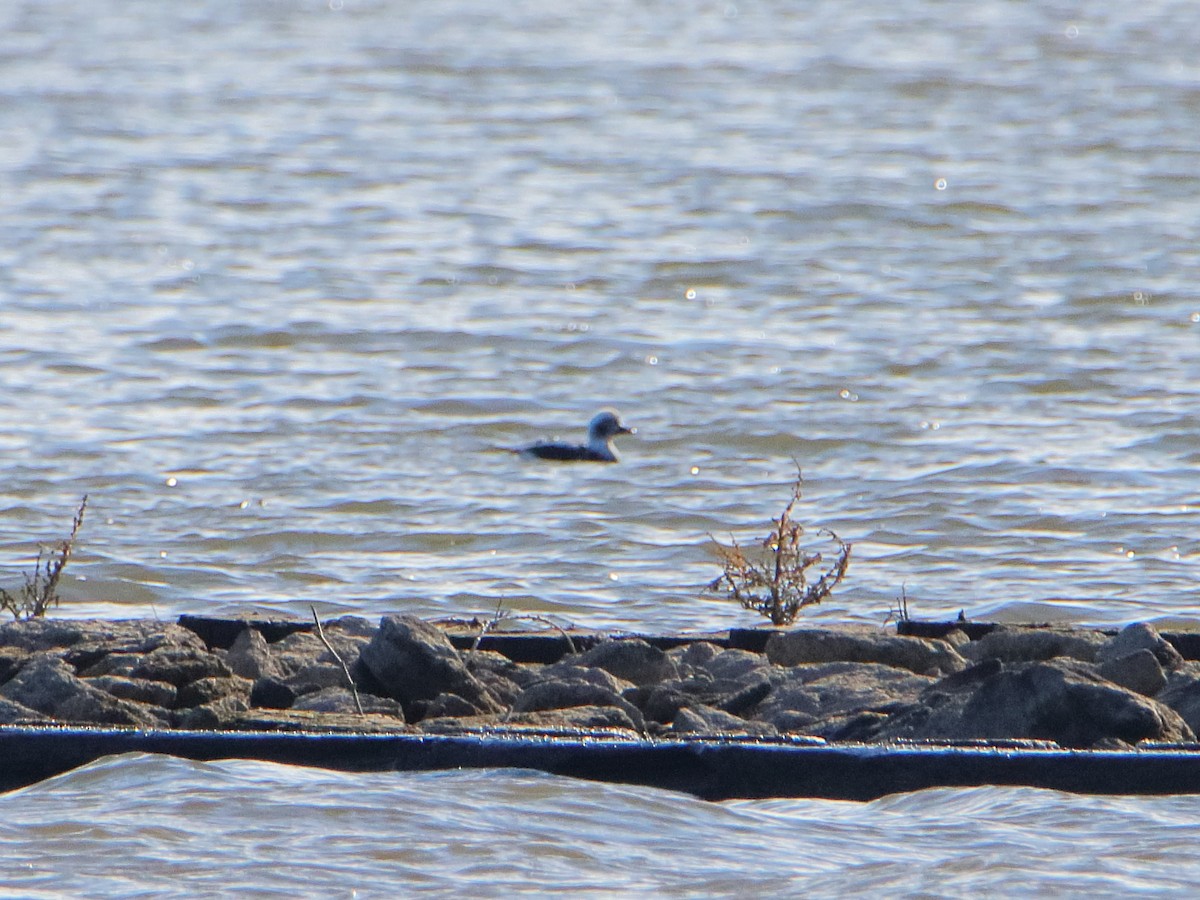 eBird Checklist - 30 Nov 2023 - Kingston Point Rail Trail, Trolley ...