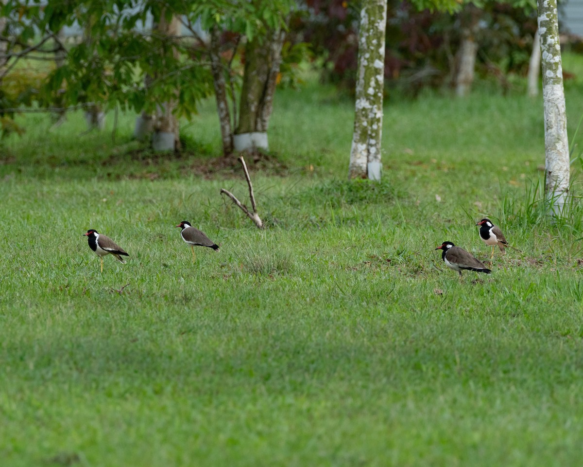 eBird Checklist - 2 Dec 2023 - Pasir Ris Farmway 3 (inc. Pasir Ris ...