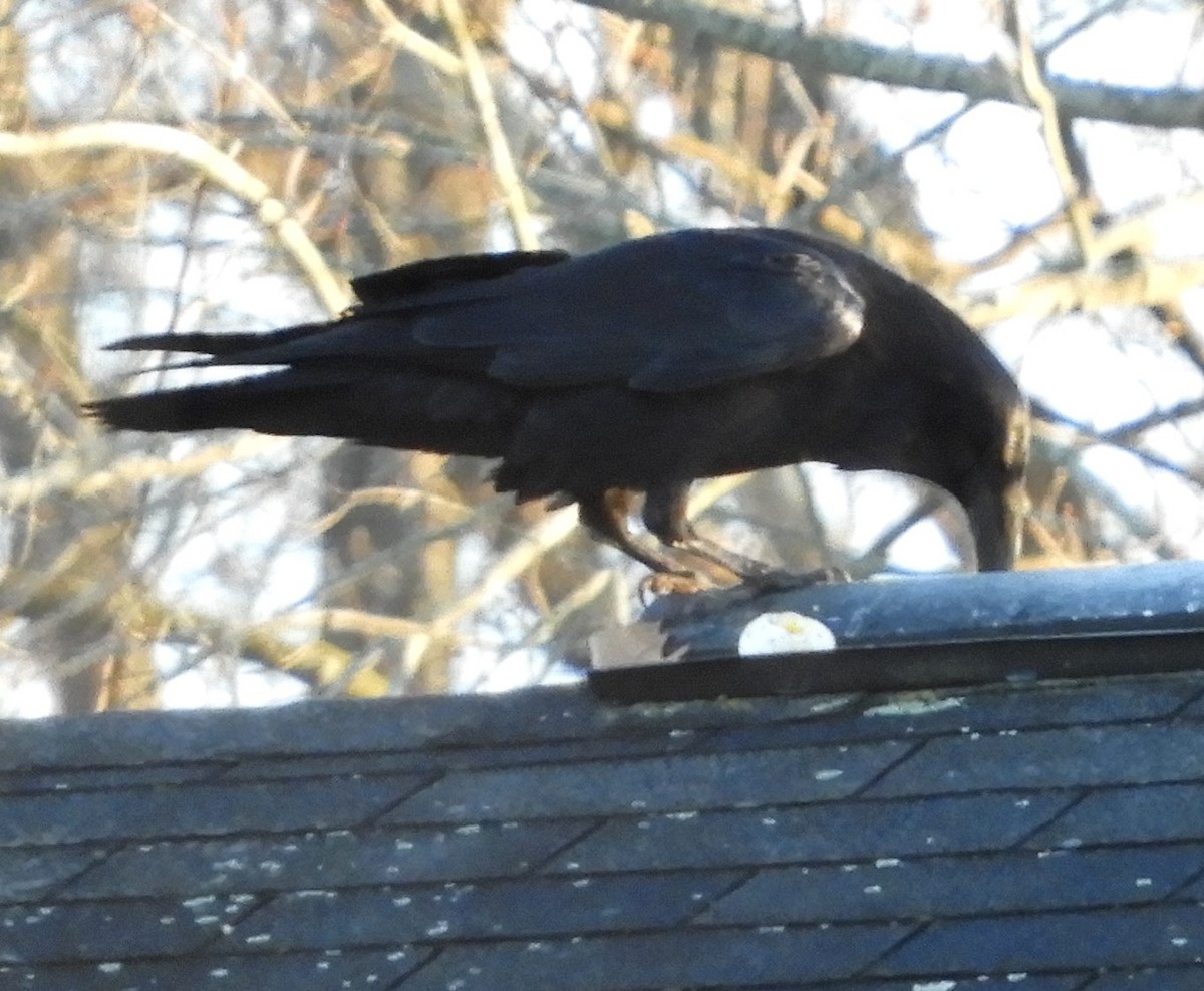 eBird Checklist - 9 Dec 2022 - Willcoxson Park Raven nest site - 14 species