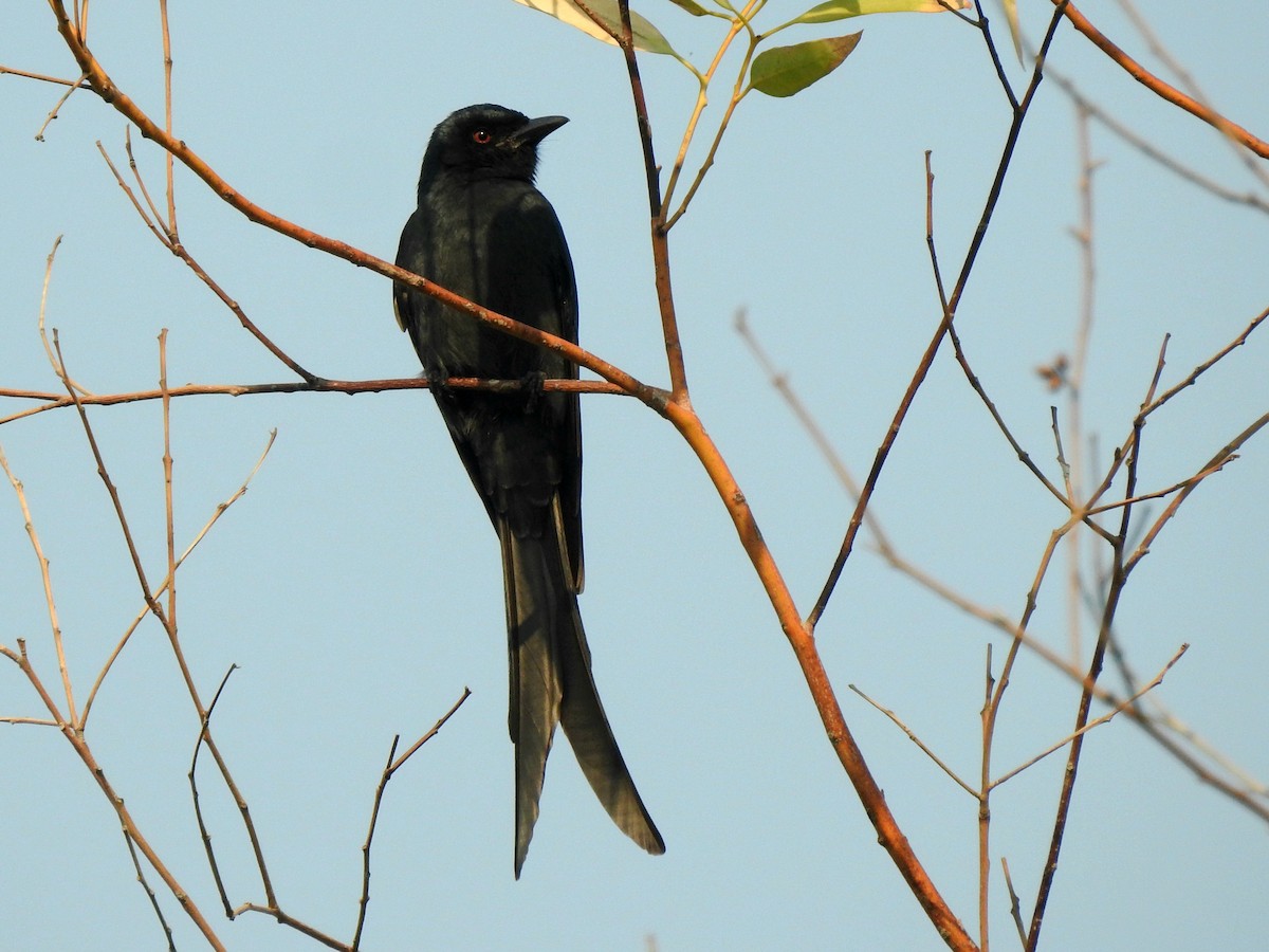 eBird Checklist - 1 Dec 2023 - Pars Special Economic Energy Zone - 18 ...