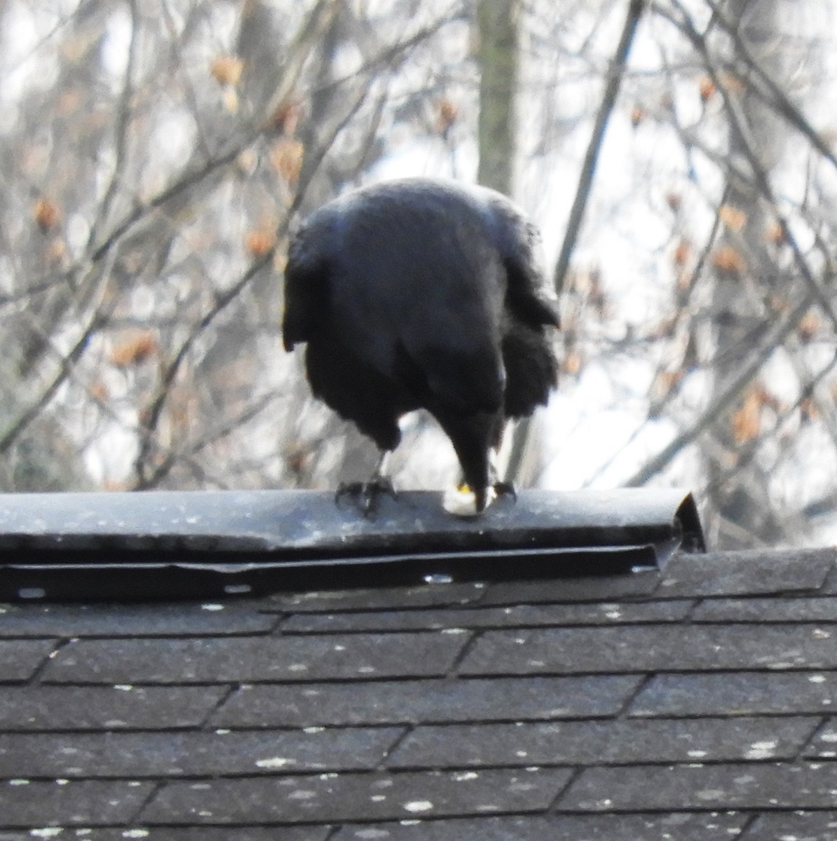 eBird Checklist - 11 Dec 2022 - Willcoxson Park Raven nest site - 1 species
