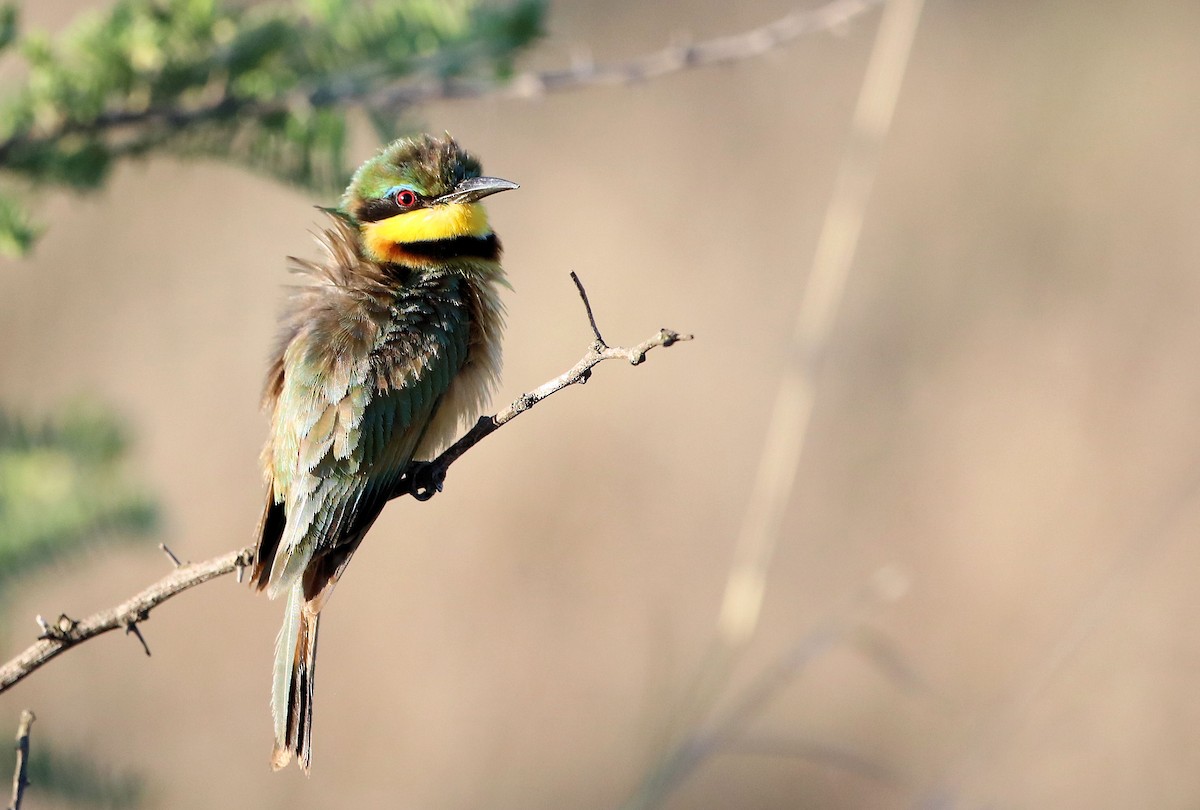 eBird Checklist - 2 Dec 2023 - Heaney - 35 species
