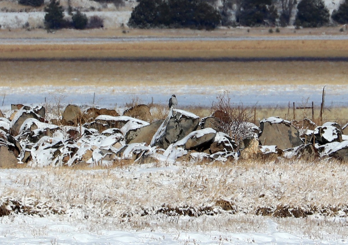 eBird Checklist - 2 Dec 2023 - Mormon Lake--Fulton Pond - 13 species