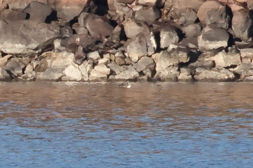 eBird Checklist - 2 Dec 2023 - Parker Canyon Lake - 27 species (+1 ...