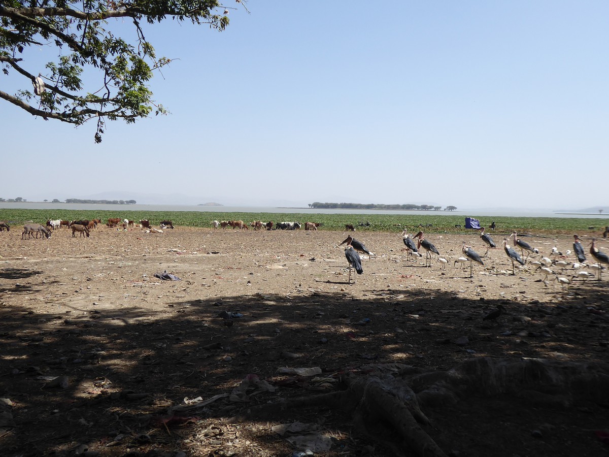 eBird Checklist - 26 Dec 2018 - Koka Lake - 3 species