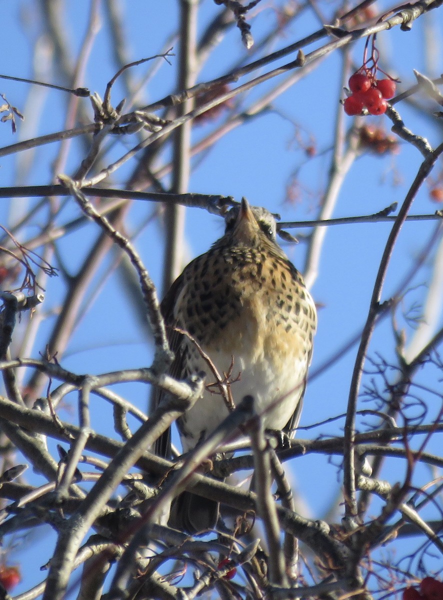 eBird Checklist - 2 Dec 2023 - stakeout Fieldfare, Sturgeon Falls (2023 ...