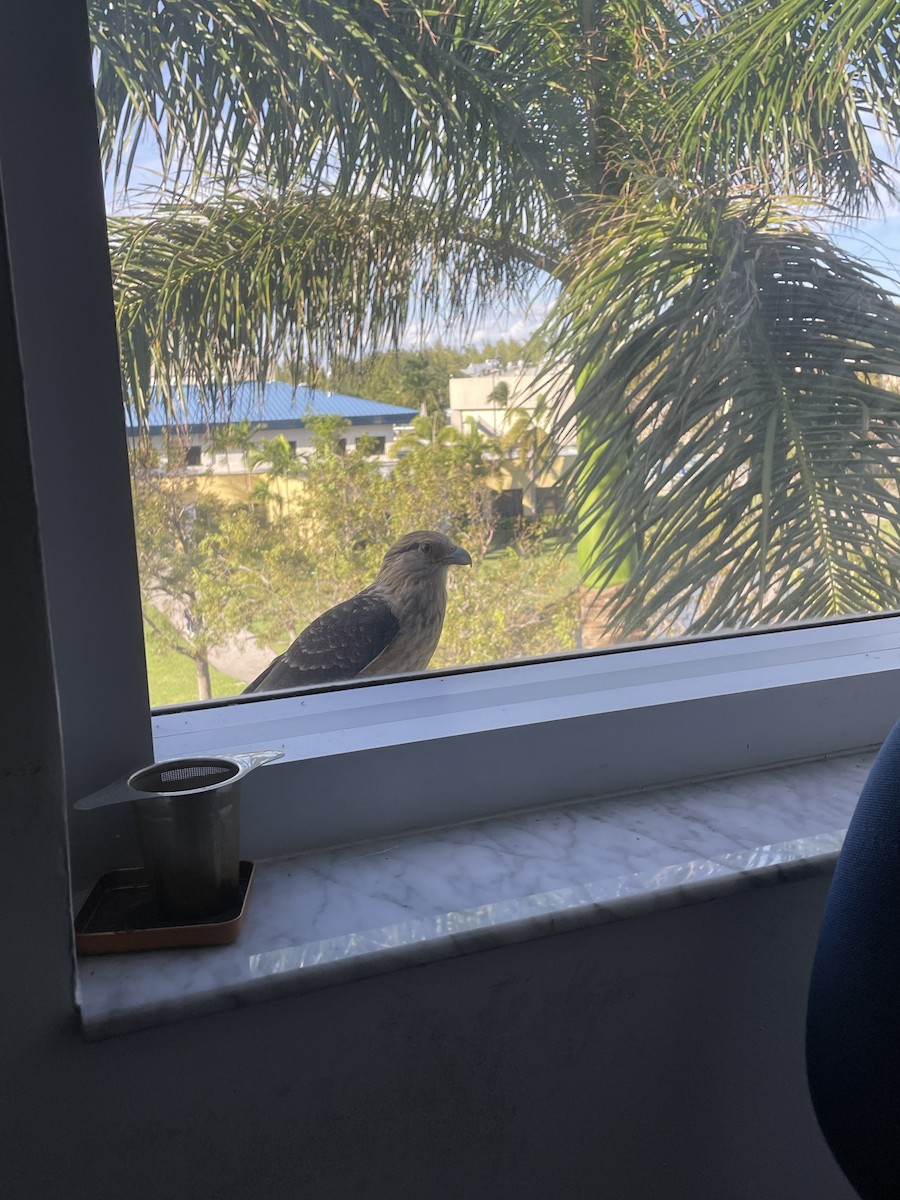 eBird Checklist - 30 Nov 2023 - Florida International University - 1 ...