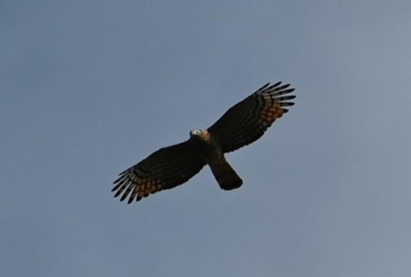 eBird Checklist - 2 Dec 2023 - Bentsen-Rio Grande Val. SP--Hawk Watch ...