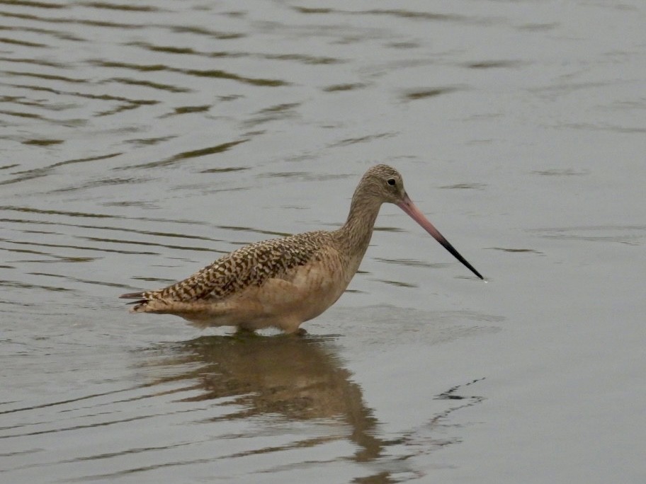 eBird Checklist - 2 Dec 2023 - Big Talbot Island SP--Spoonbill Pond (includes parking & boat ...