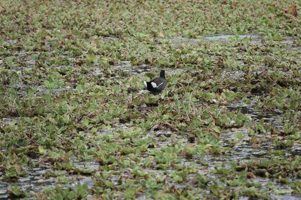 eBird Checklist - 2 Dec 2023 - Bystre Lake - 34 species