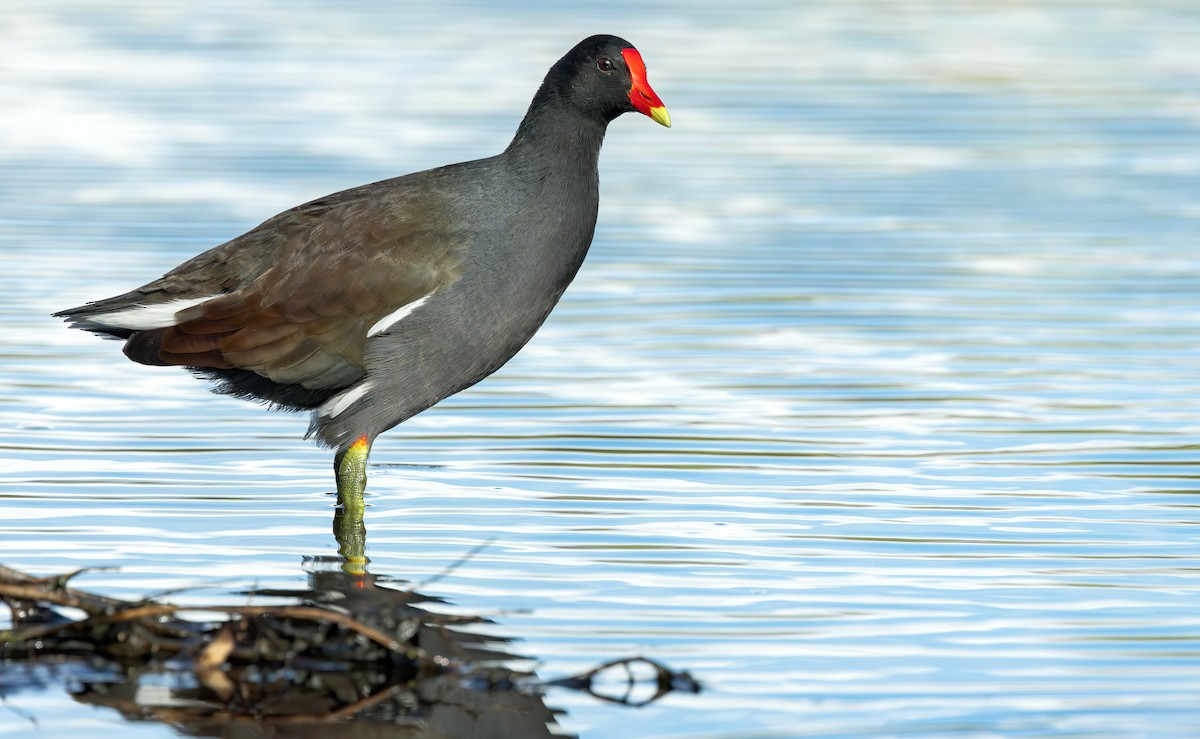Gallineta Americana (grupo galeata) - eBird