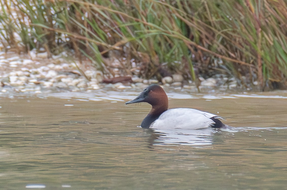 eBird Checklist - 2 Dec 2023 - Hog Island/Tabb’s Bay area (Harris Co ...