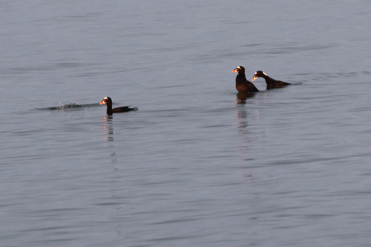 eBird Checklist - 2 Dec 2023 - Sandy Neck--Gate House - 8 species