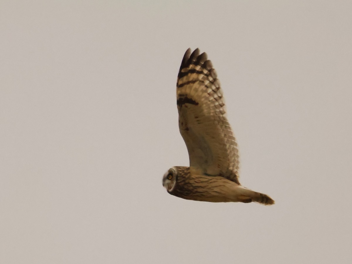 eBird Checklist - 2 Dec 2023 - Brunner Family Forest Preserve - 2 species