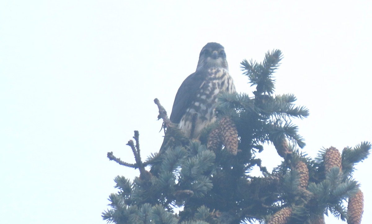 eBird Checklist - 2 Dec 2023 - elm park - 6 species (+1 other taxa)