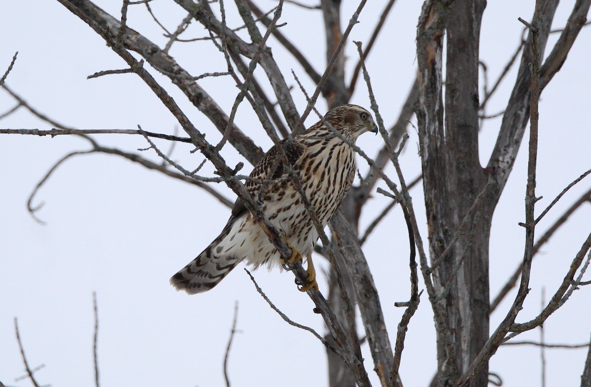 eBird Checklist - 2 Dec 2023 - Spayde Road Charlevoix Mi - 15 species