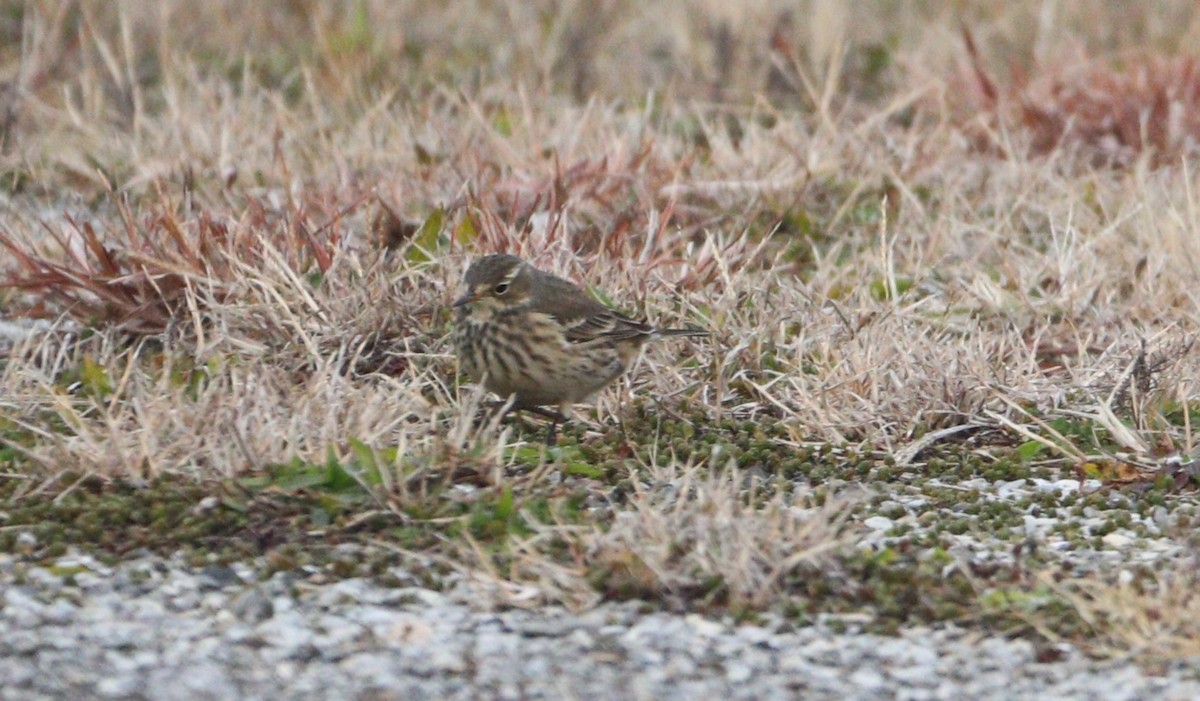 New York Breeding Bird Atlas Checklist - 2 Dec 2023 - Malibu Town Park ... New York Breeding Bird Atlas Checklist - 2 Dec 2023 - Malibu Town Park ...