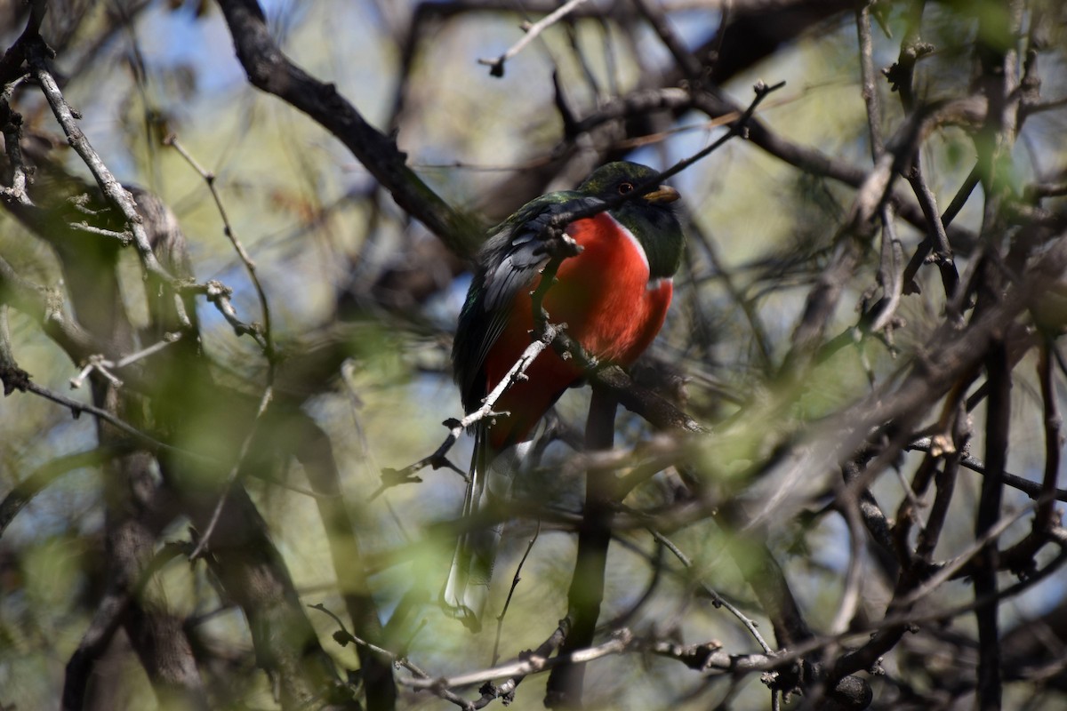 eBird Checklist - 2 Dec 2023 - Madera Canyon--Proctor Rd. - 8 species