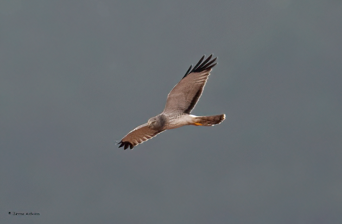 eBird Checklist - 2 Dec 2023 - Rough-legged Hawk Egypt Road - 17 species