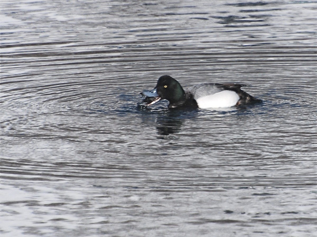 eBird Checklist - 1 Mar 2009 - Rausa - 25 species